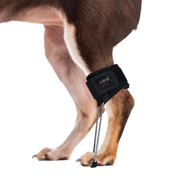 Dog Hyperflexion Of Phalanges Brace - Crawlpaw