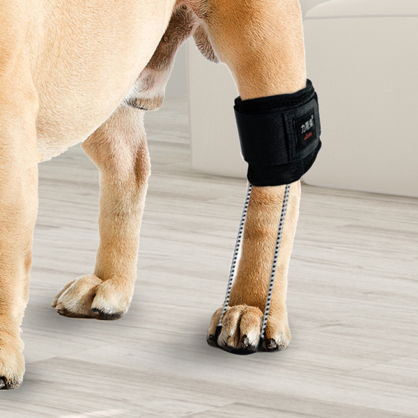 Dog Hyperflexion Of Phalanges Brace - Crawlpaw