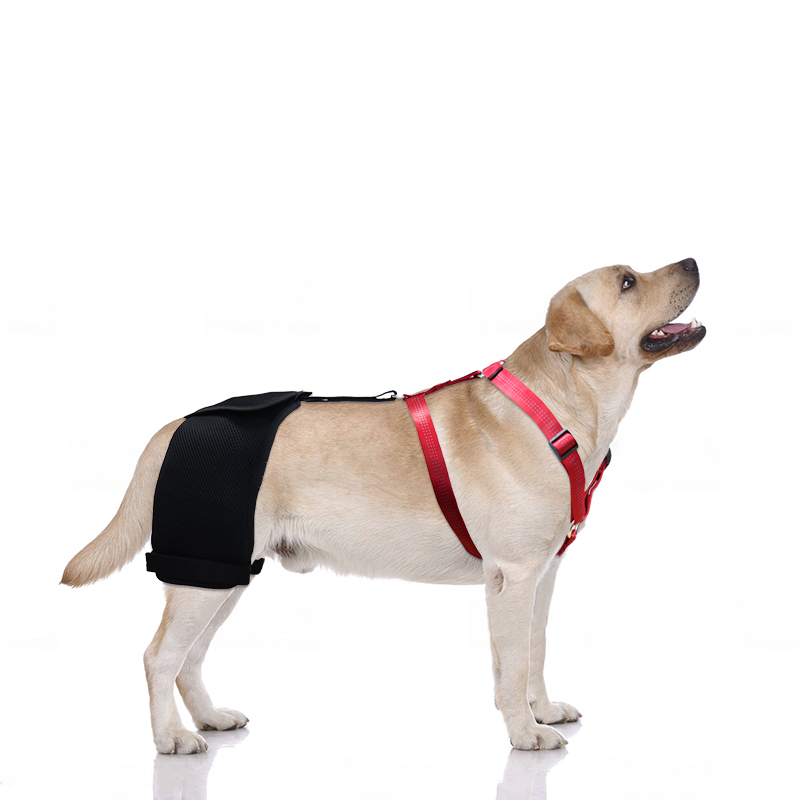 LISPOO Labrador Dog Hip Brace |Crawlpaw