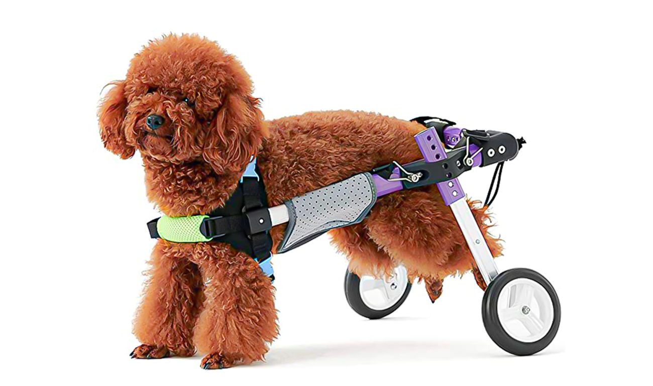 Dog Wheelchairs for Small Dogs & Handicap Support
