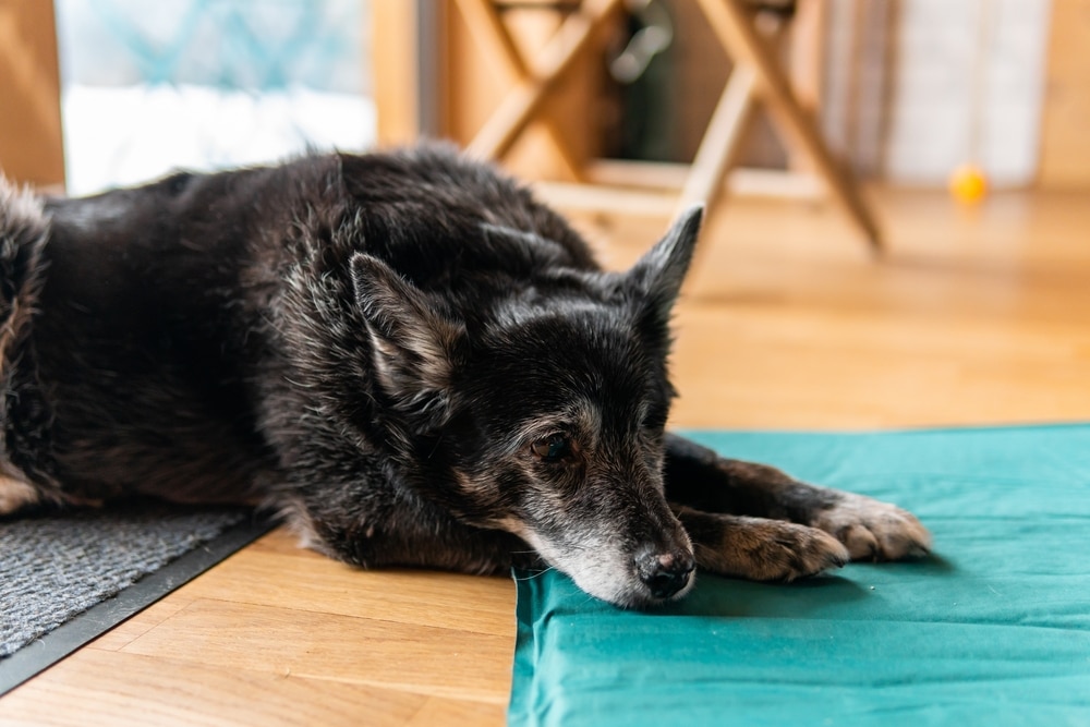 Canine Degenerative Myelopathy (DM): A Condition That Causes Dogs to ...