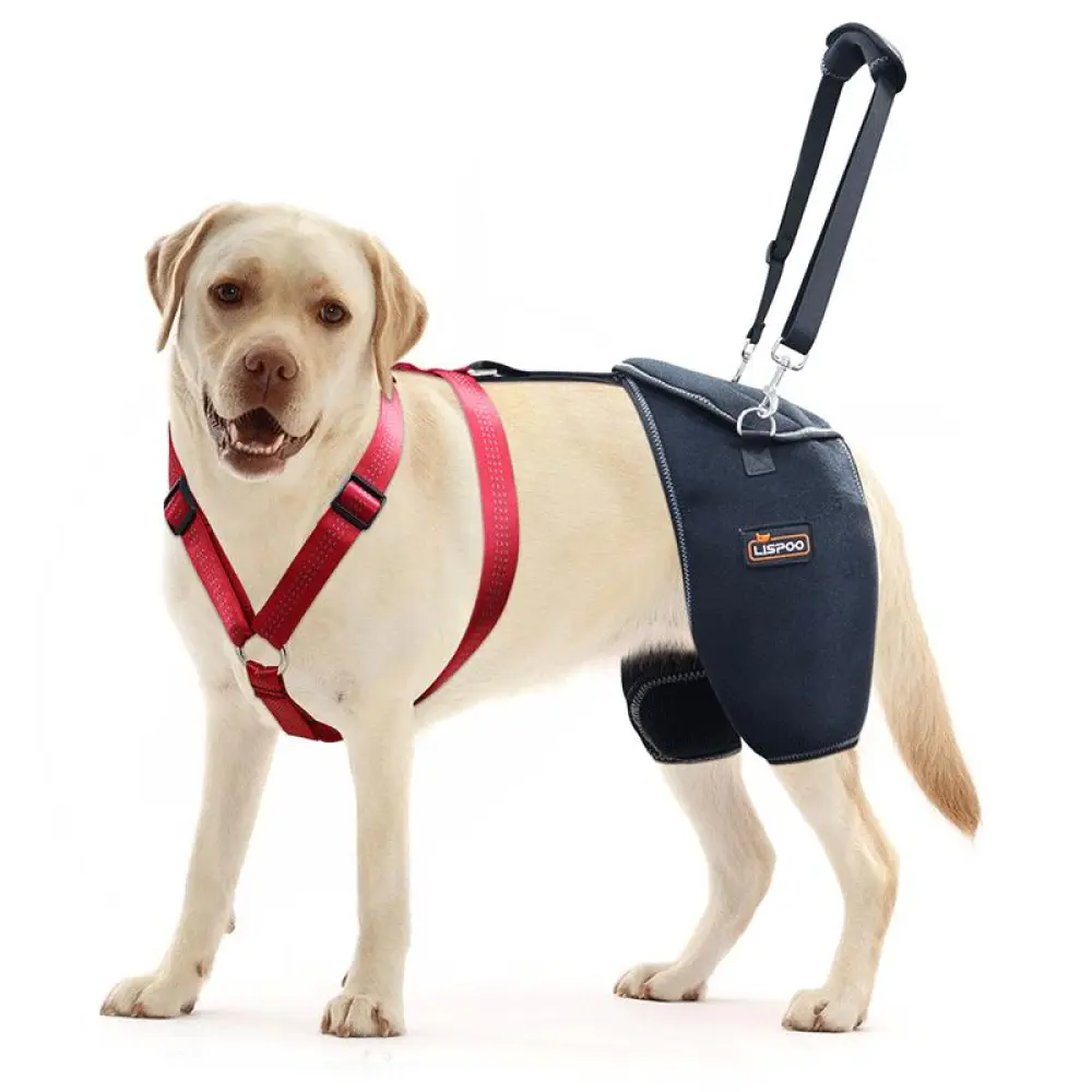 Hip Brace for Dogs with Hip Dysplasia| Lovepluspet