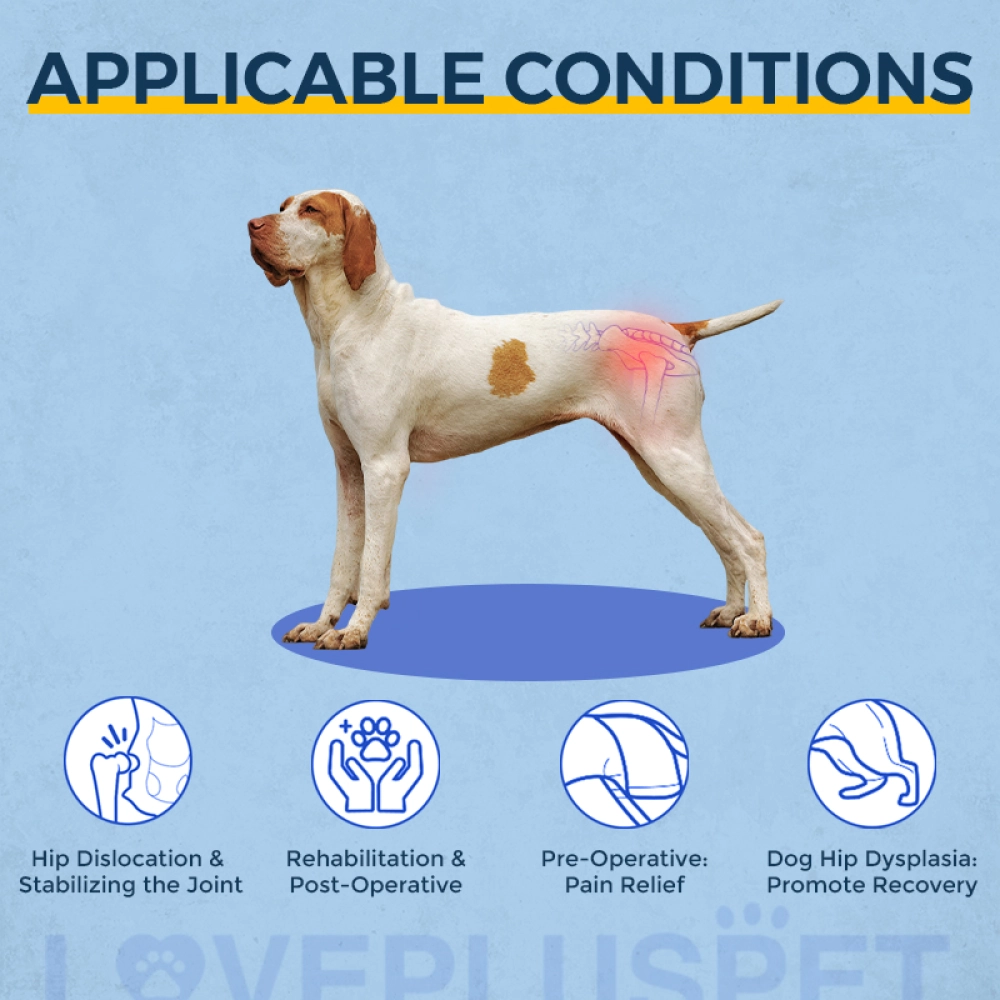 Hip Brace for Dogs with Hip Dysplasia| Lovepluspet