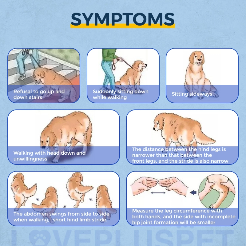 dog sitting down suddenly