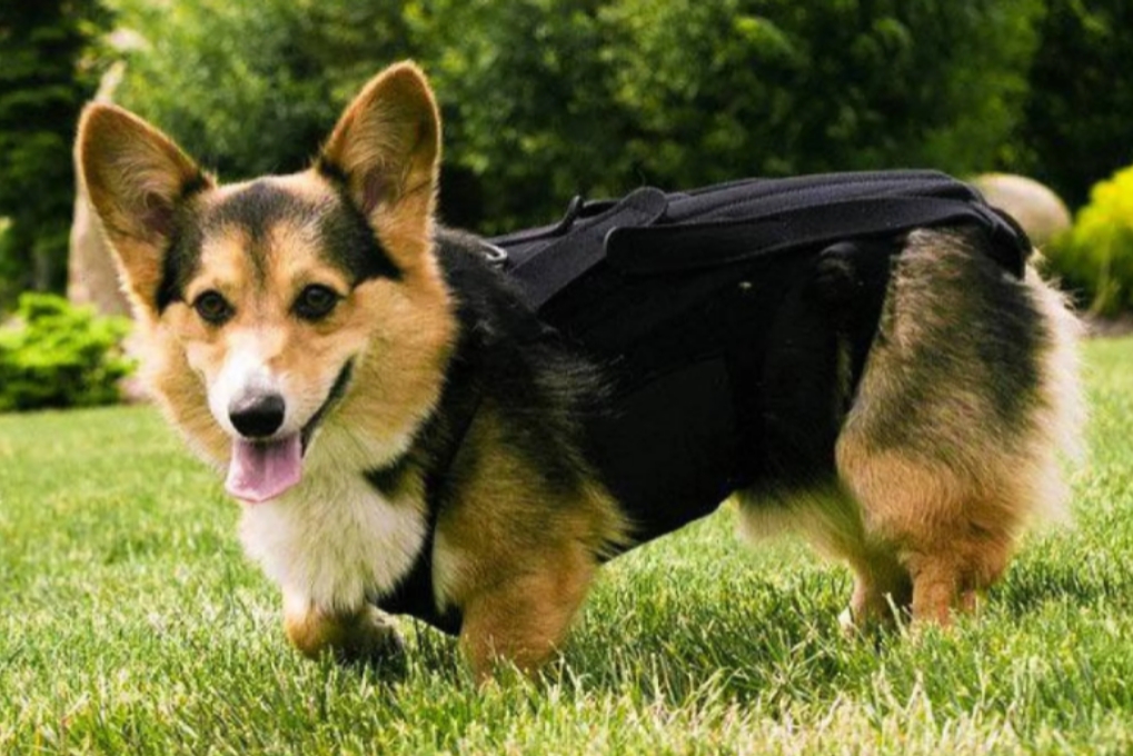 Lovepluspet Back Brace | Designed for Dogs IVDD or Arthritis