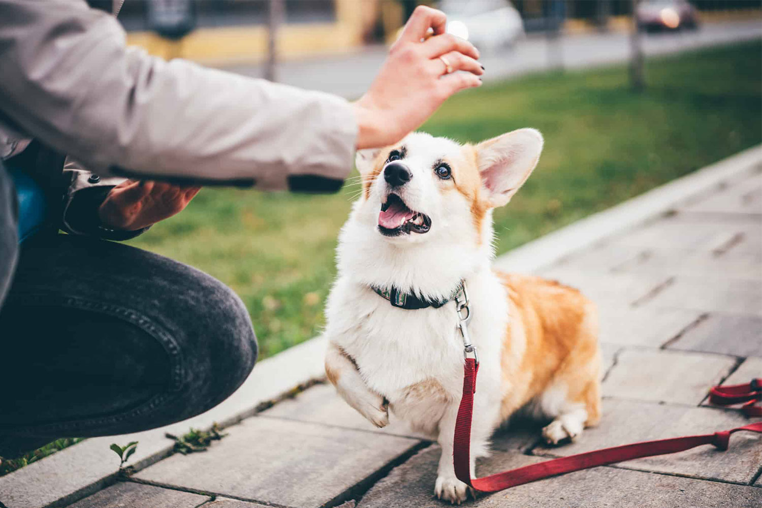 How Can I Help My Dog with Bad Back Legs? - Lovepluspet
