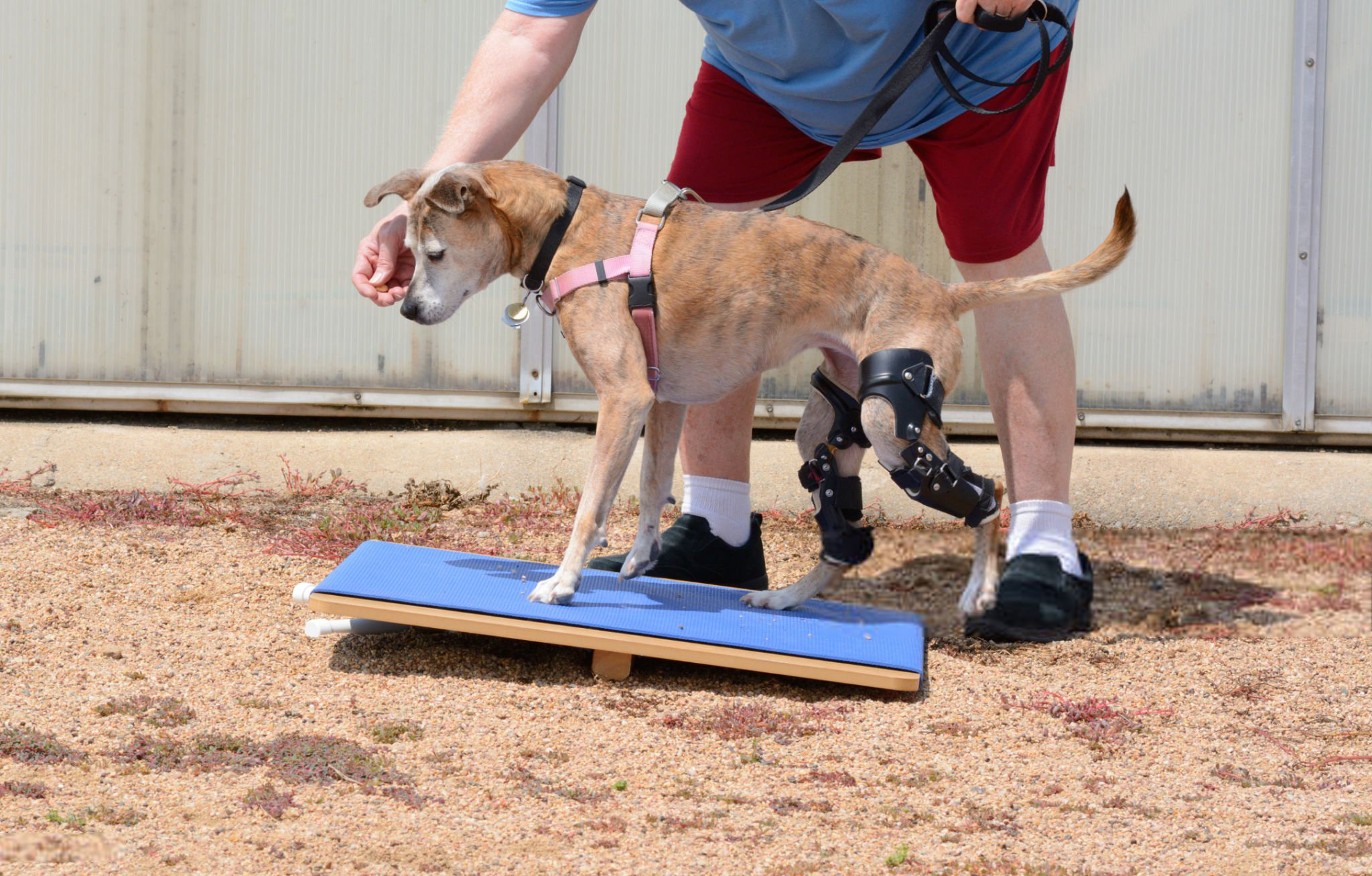 How Can I Stabilize My Dogs Back Legs? | Lovepluspet