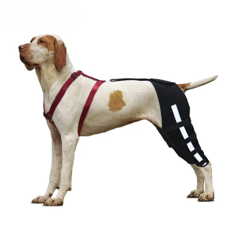 Dog Leg Brace: Back Leg ACL Splint, Arthritis & Ligament Support