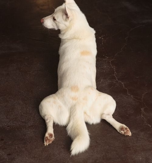 Causes of Dog Joint Diseases: Hip Joint Diseases in Dogs