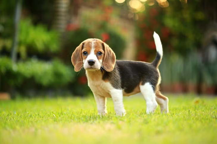 The Truth About Beagles and Their Training Potential - ronzeil.com