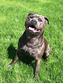 What Are Staffies Prone To? - ronzeil.com