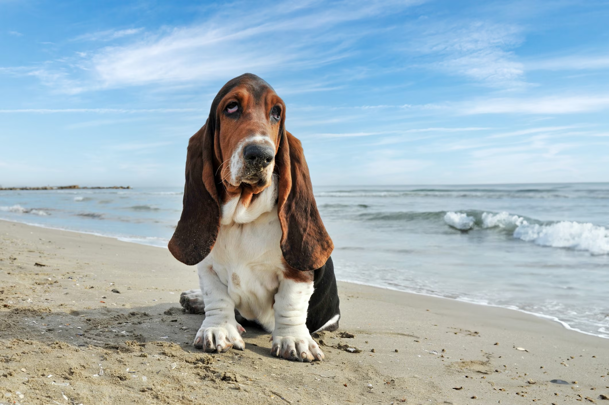 Keeping Your Basset Hound Fit with Daily Exercise - ronzeil.com