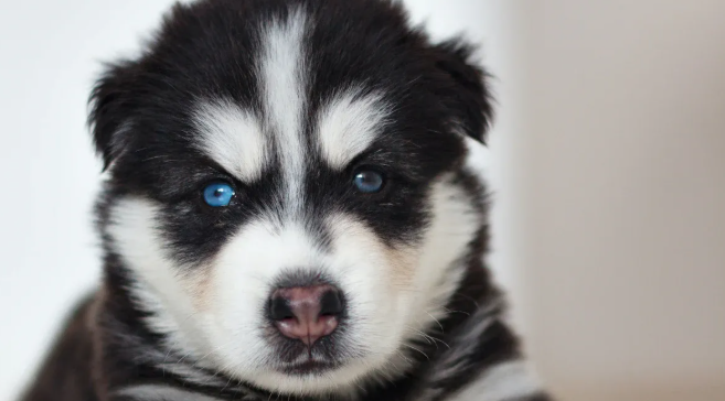 A Guide to Siberian Huskies and Their Mixed Breeds - ronzeil.com