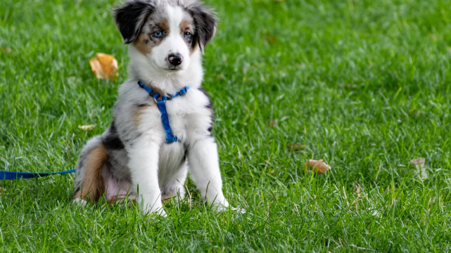 Your Guide to Australian Shepherd Growth & Development - ronzeil.com