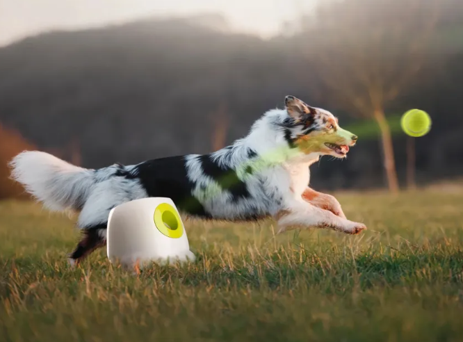 The Happy Labrador and Their Automatic Ball Thrower For Dogs - ronzeil.com