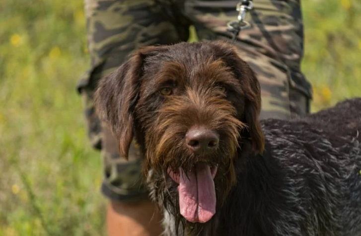 German Wirehaired Pointer Pros and Cons What You Need to Know - ronzeil.com