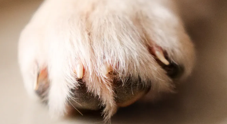 Hot Pavement Alert: How to Keep Your Dog Active Without Burning Their ...