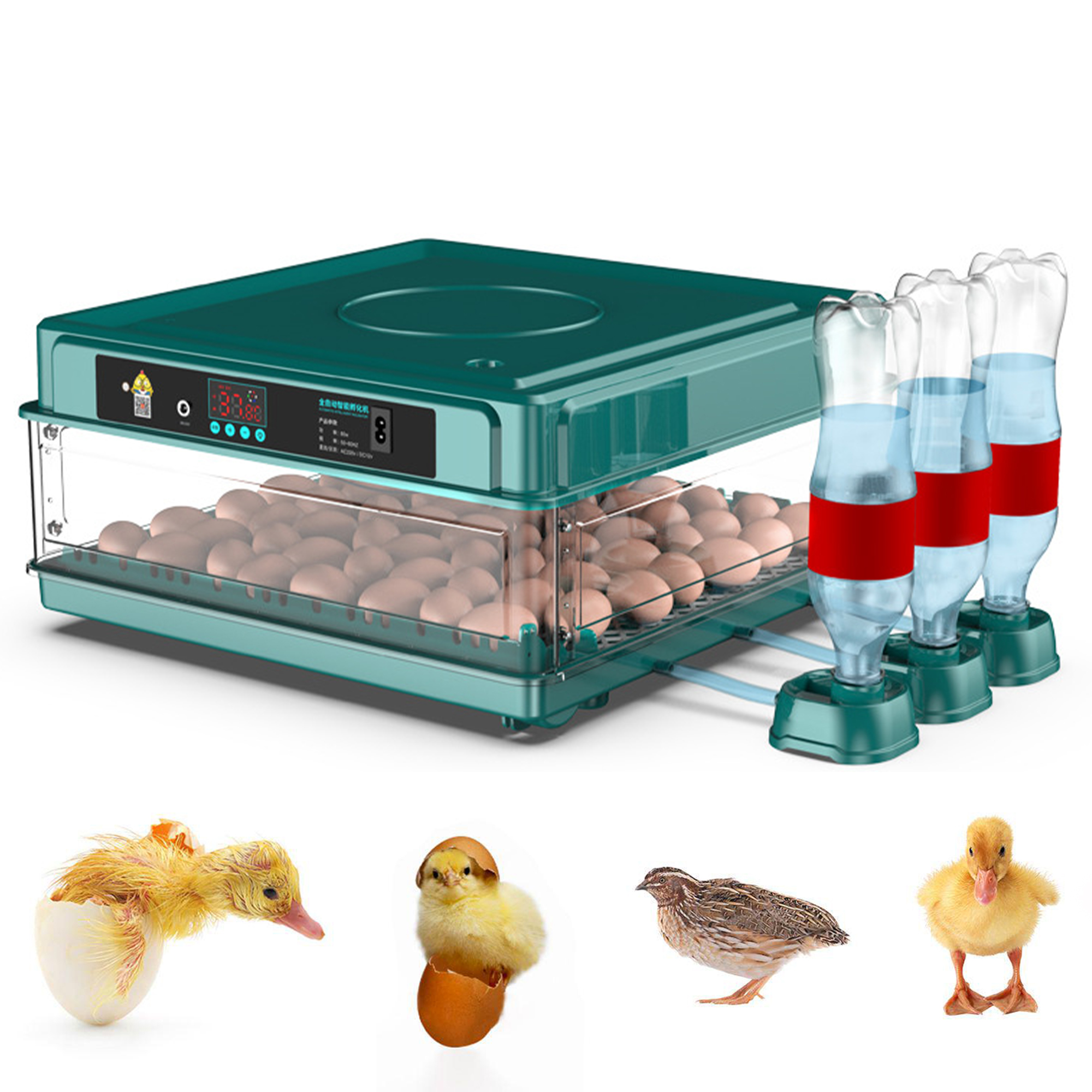 Best Egg Incubators for Chickens Birds Buy Automatic Incubators Online ...