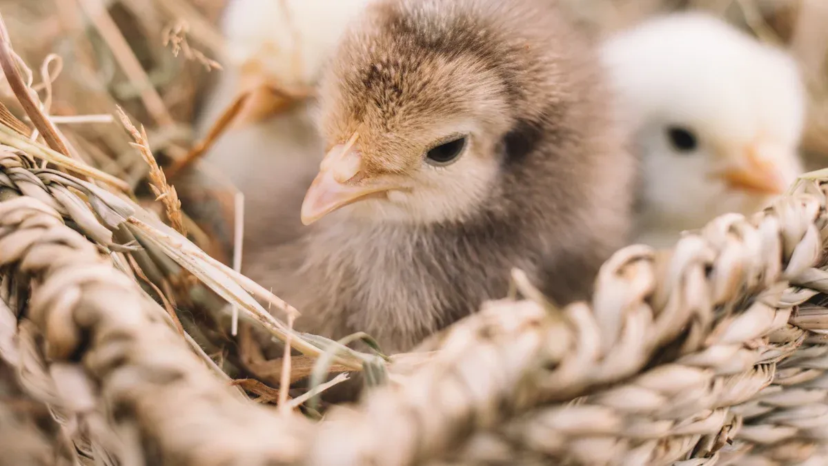 How Long for a Hen to Hatch Eggs? Natural Incubation Timeline & Broody ...