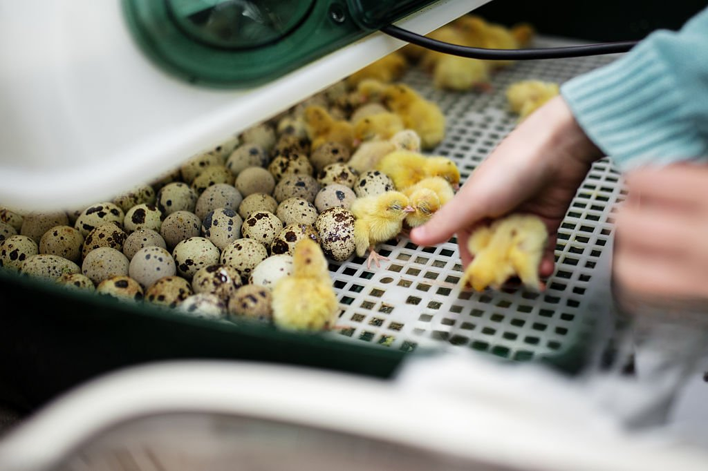 Manage Incubator Temperature and Humidity for Hatching