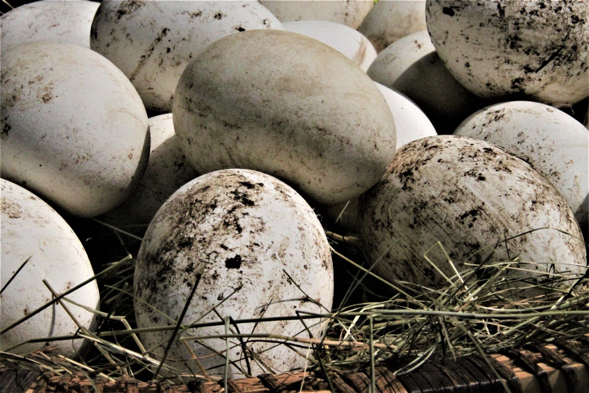 Goose Hatching Time: Natural Incubation 28–35 Day Timeline
