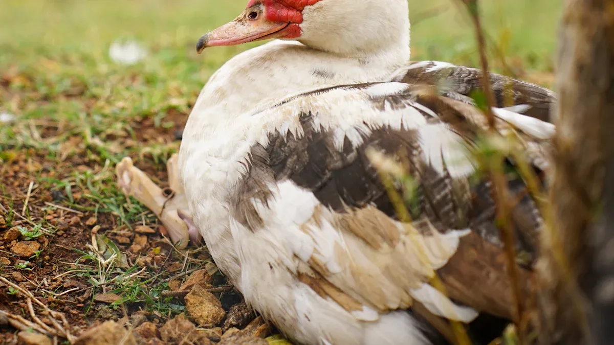 How to Store Muscovy Duck Eggs Before Incubation