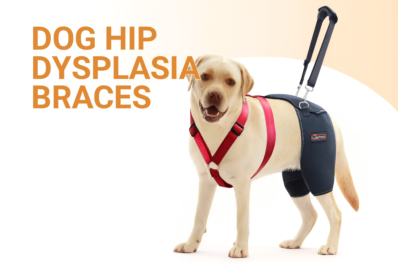Common Hip Joint Problems in Senior Dogs: Causes and Symptom Grading