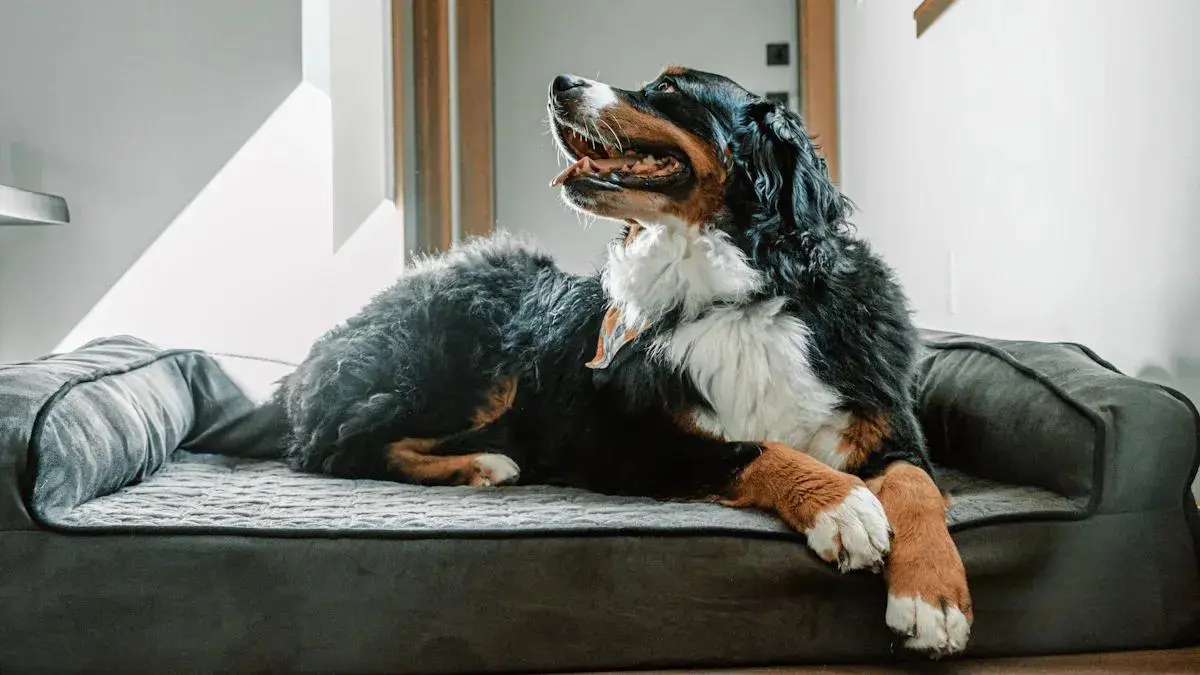 Dog leg brace for torn ACL complete guide for caring owners